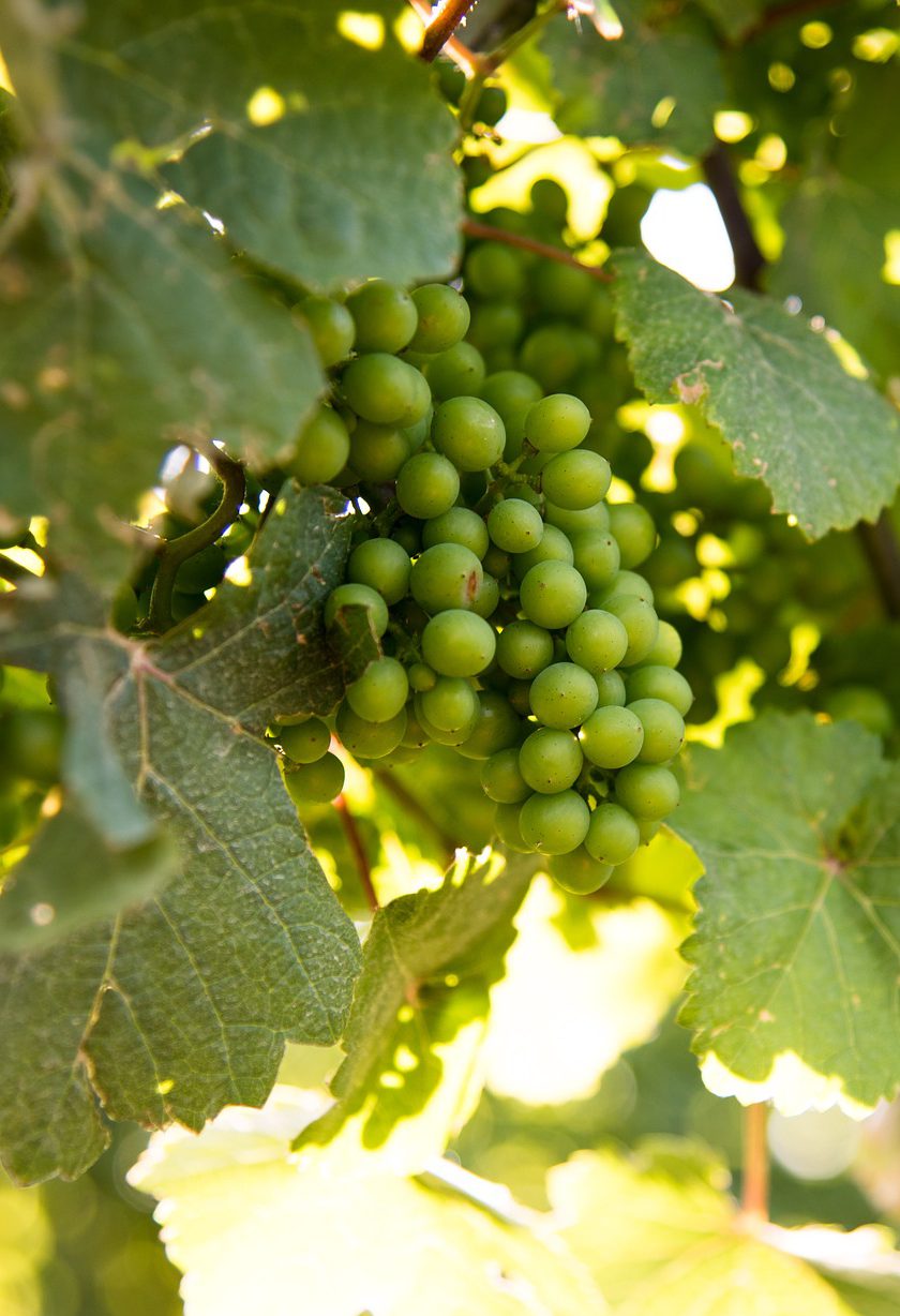 Winemaking Philosophy - O·Neh·Da Vineyard